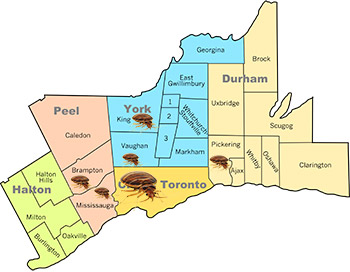 Bed Bugs in Canada: A Rising Crisis for Canadians